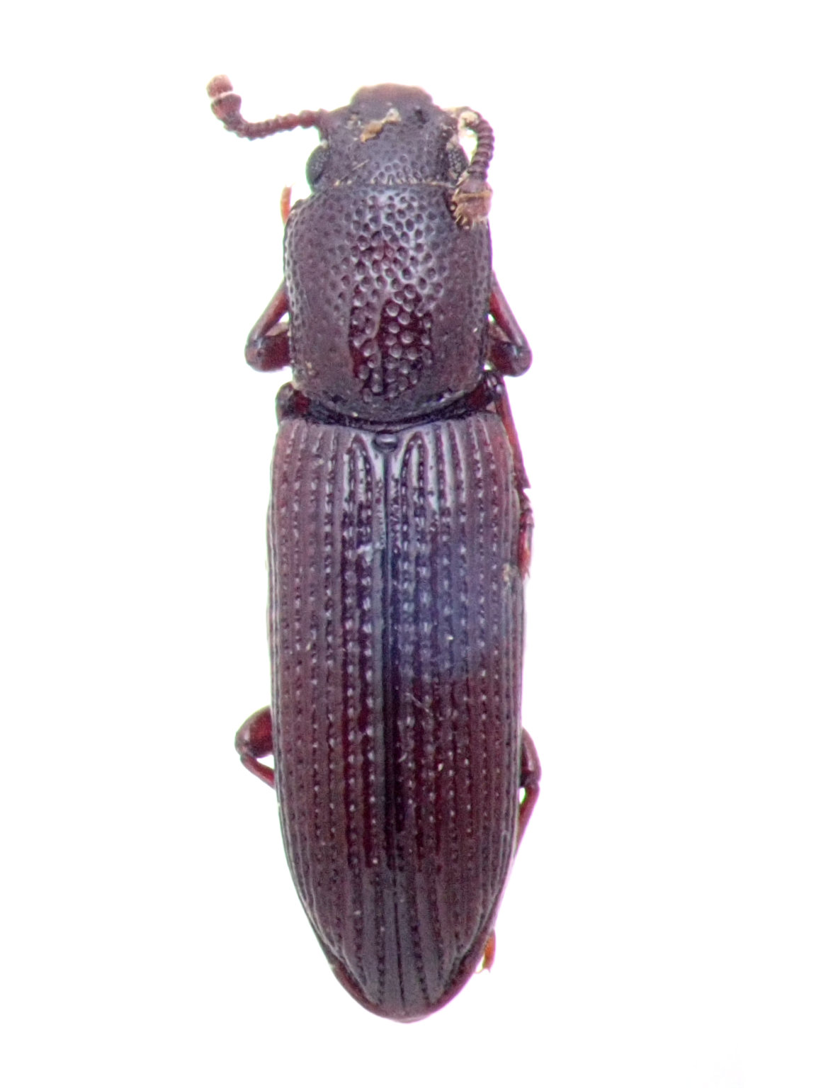 ツヤナガヒラタホソカタムシ Pycnomerus vilis Sharp, 1885